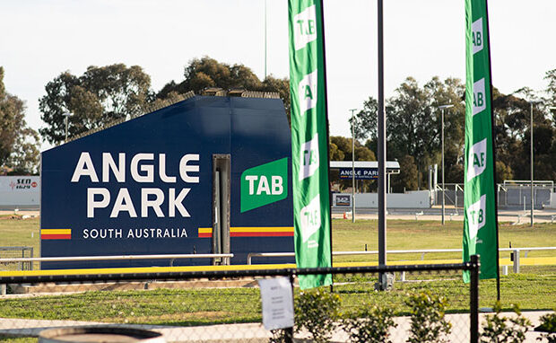 Box Draws Revealed For National Sprint, Distance - Greyhound Recorder