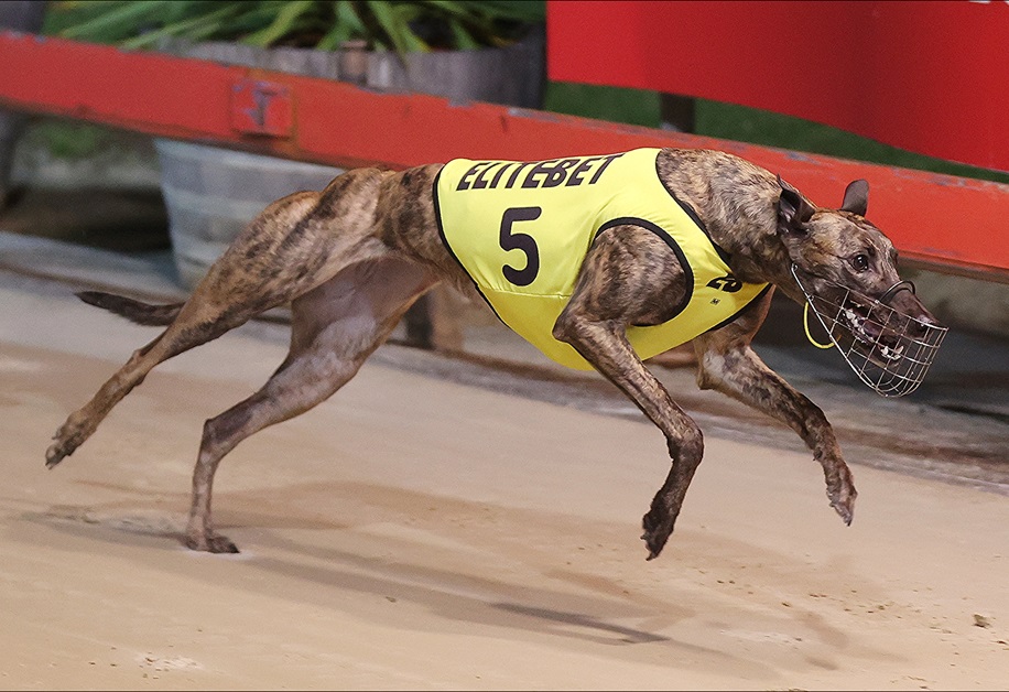 'Right Place, Right Time' Delivers A Surprise Packet - Greyhound Recorder