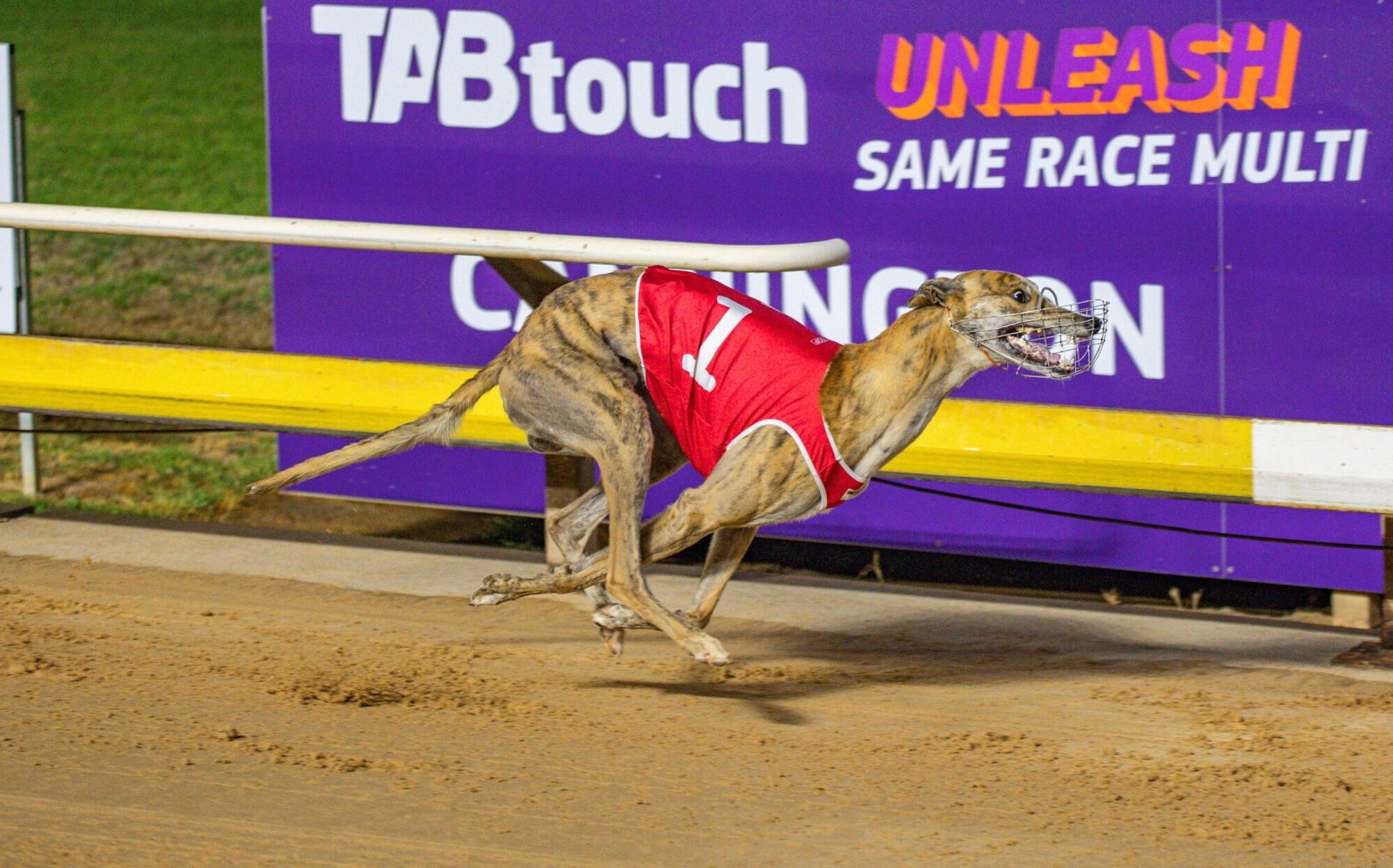 'Elite' Dual Group 1 Winner Hits Stud Market - Greyhound Recorder