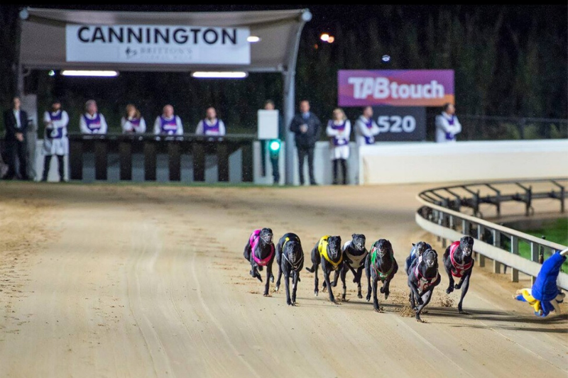 Preview: Group 1 Perth Cup And Galaxy Heats - Greyhound Recorder