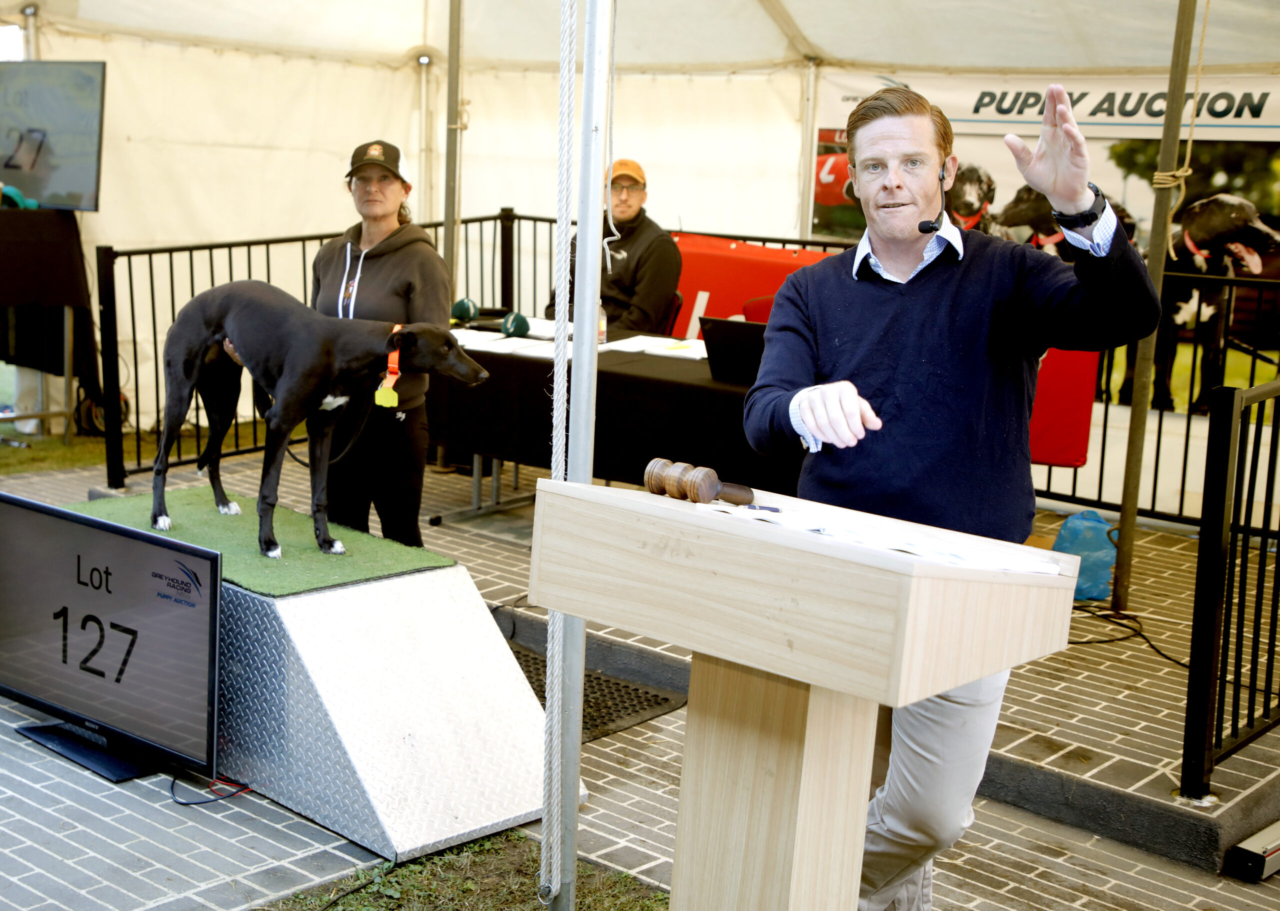 GRNSW Puppy Auction Reaches $1.27m In Sales - Greyhound Recorder