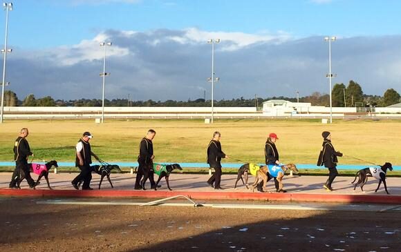 Tips for Nowra, Maitland And Gunnedah - Greyhound Recorder