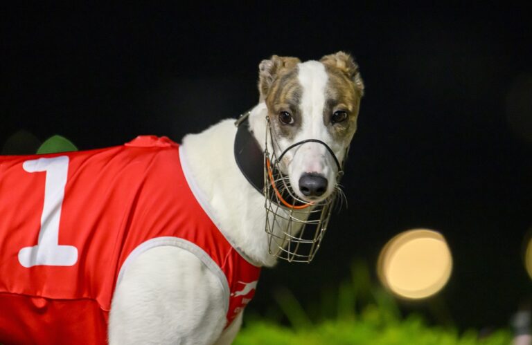 Box Draws Temper Brett's Flying Amy Ambitions - Greyhound Recorder