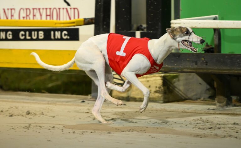 Greyhound Racing News - Greyhound Recorder