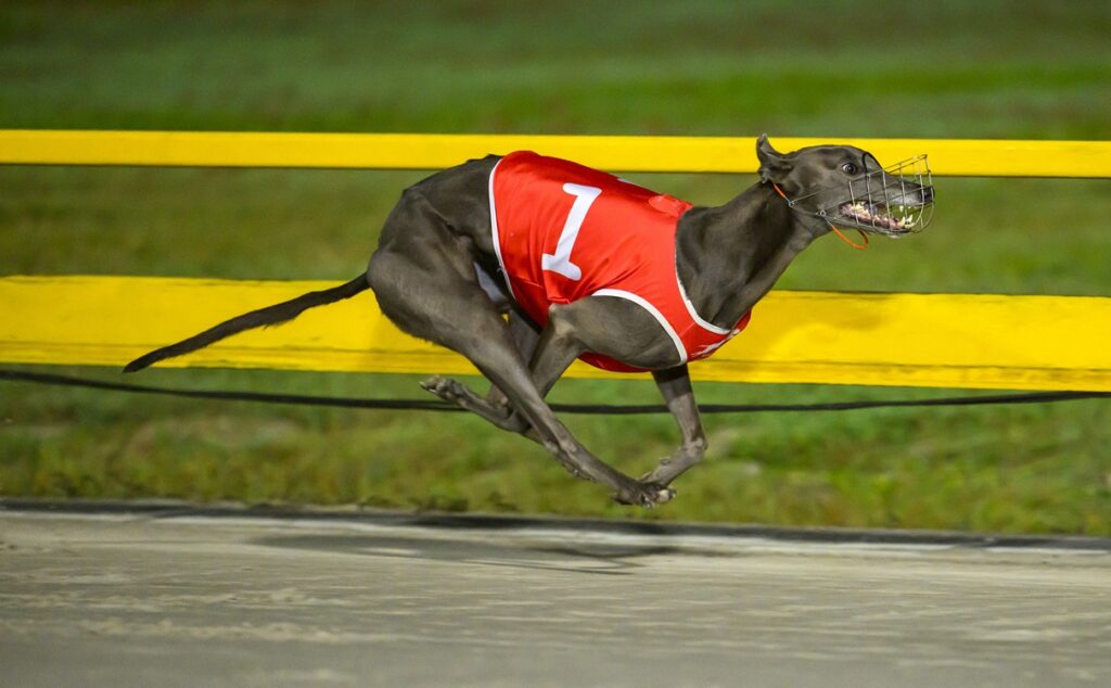 Box Draws Temper Brett's Flying Amy Ambitions - Greyhound Recorder