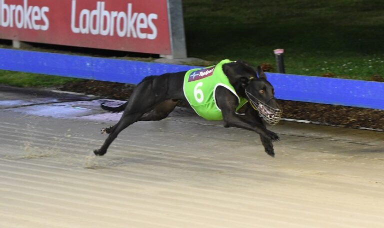 Field To Press On After Historic Grafton Haul - Greyhound Recorder
