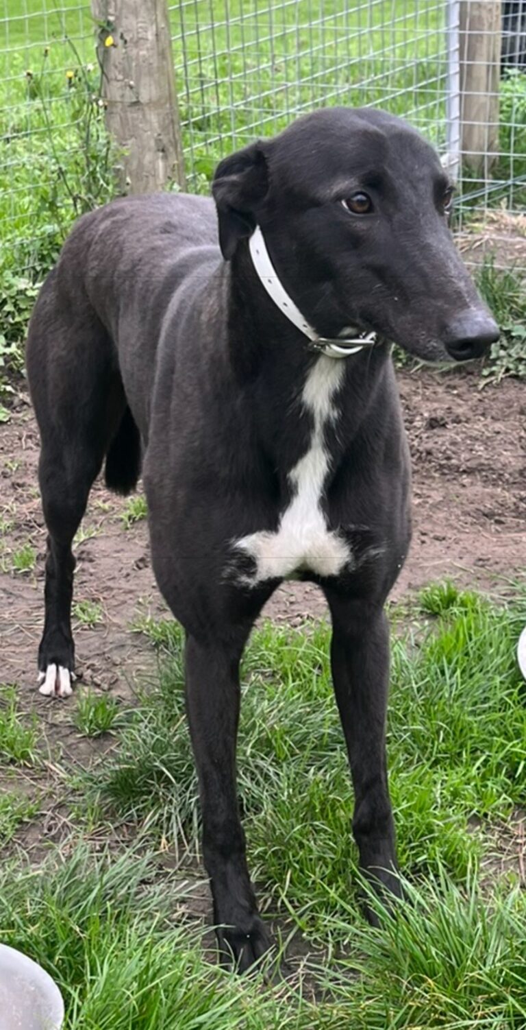 Memorable Milestone For Flying Amy Winner - Greyhound Recorder