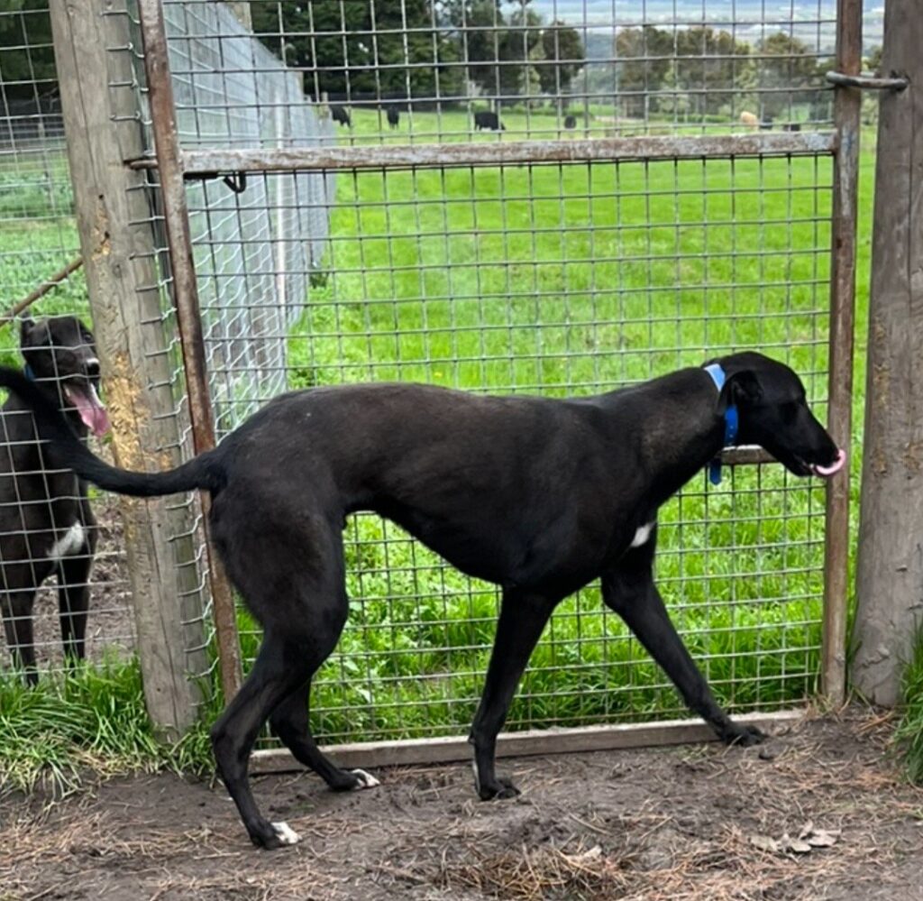 Memorable Milestone For Flying Amy Winner - Greyhound Recorder