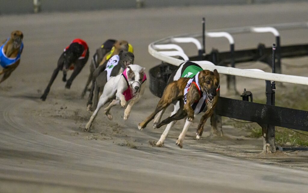 Uncle Tommy Has To Overcome Nationals Hurdle - Greyhound Recorder