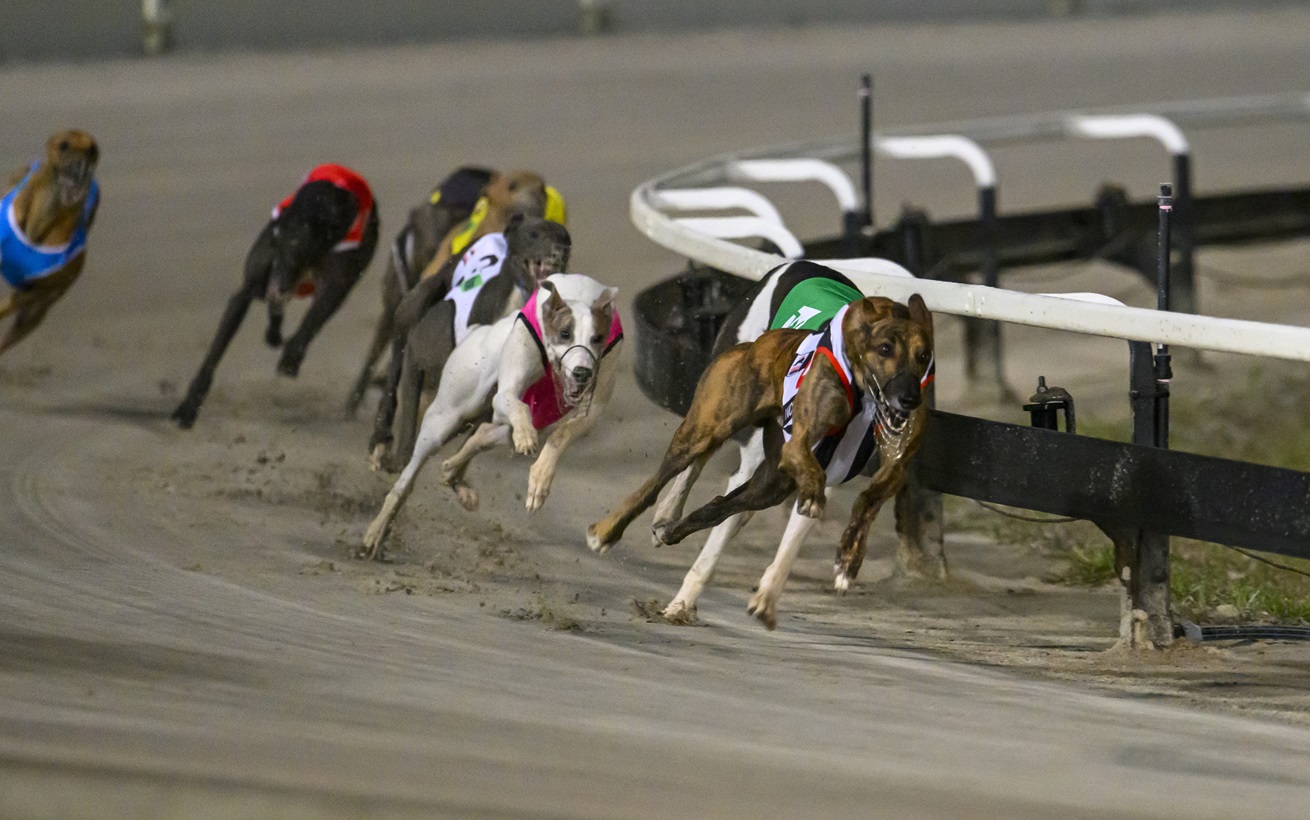Tommy Comes Up Trumps In Flying Amy Classic - Greyhound Recorder