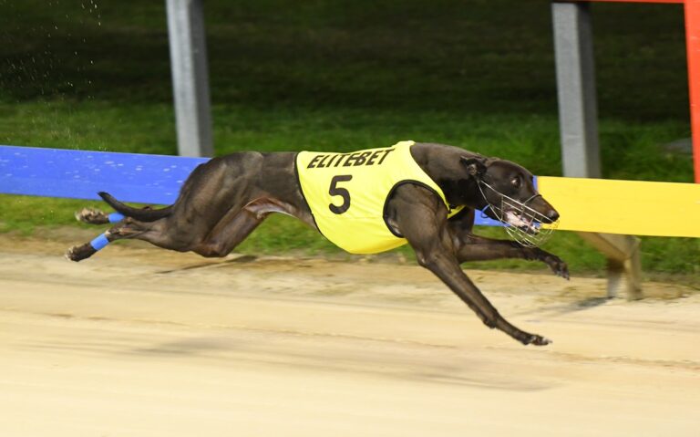 Greyhound Racing News - Greyhound Recorder
