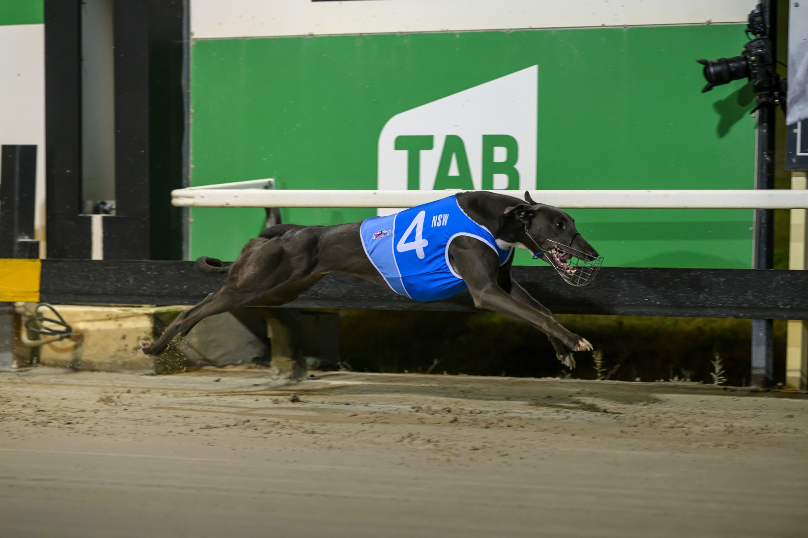 Palawa King Hits $1m Mark With Origin Defence - Greyhound Recorder