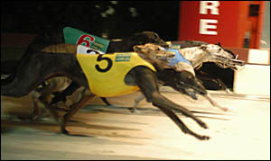 The Sunday Afternoon 'Finish On' - Greyhound Recorder