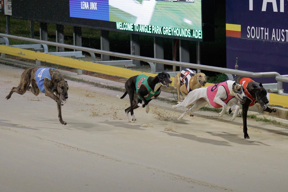 GRSA Announce Major Rebate Boost For Breeders - Greyhound Recorder
