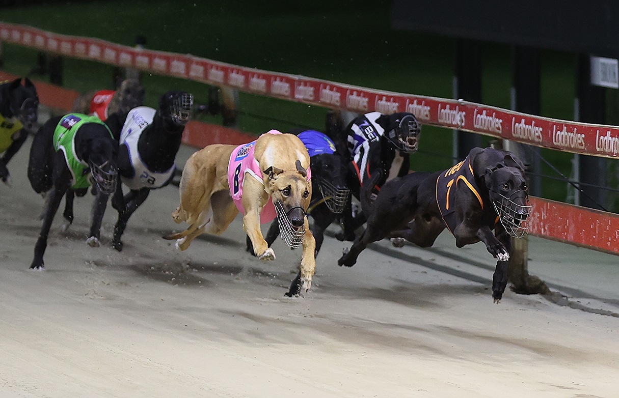 Sultana's Group 1 Vic Peters Capital On The Rise - Greyhound Recorder