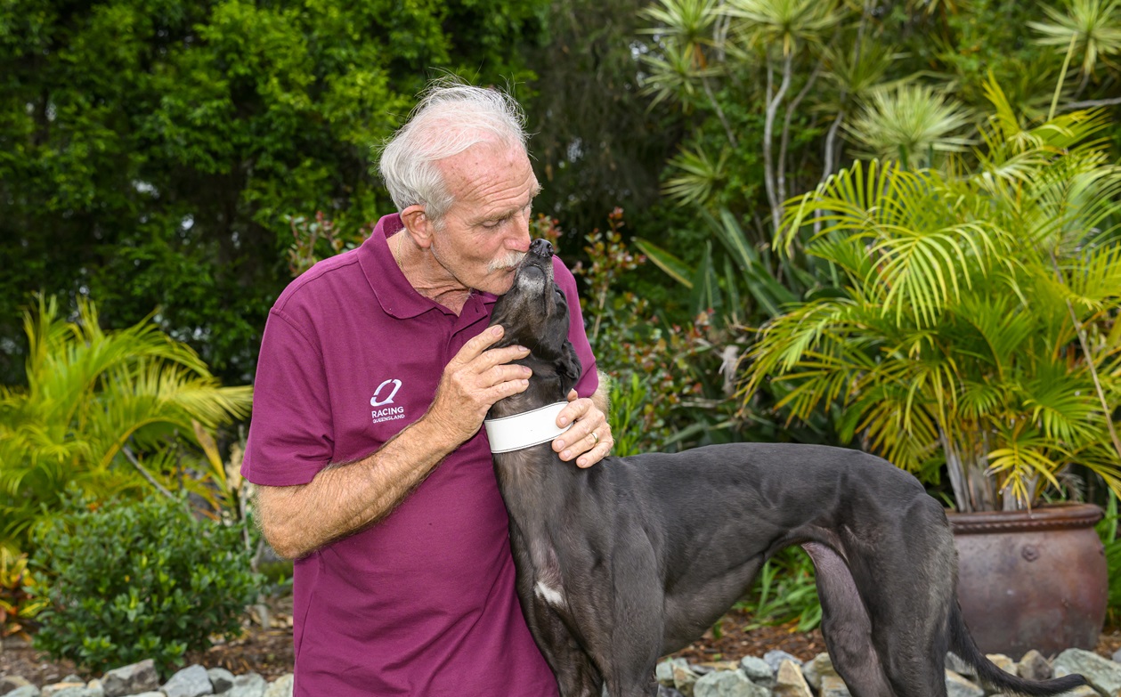 Zammit Chasing History In Queensland Cup - Greyhound Recorder