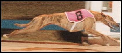 Why The Brisbane Cup Is The Race That It Is - Greyhound Recorder