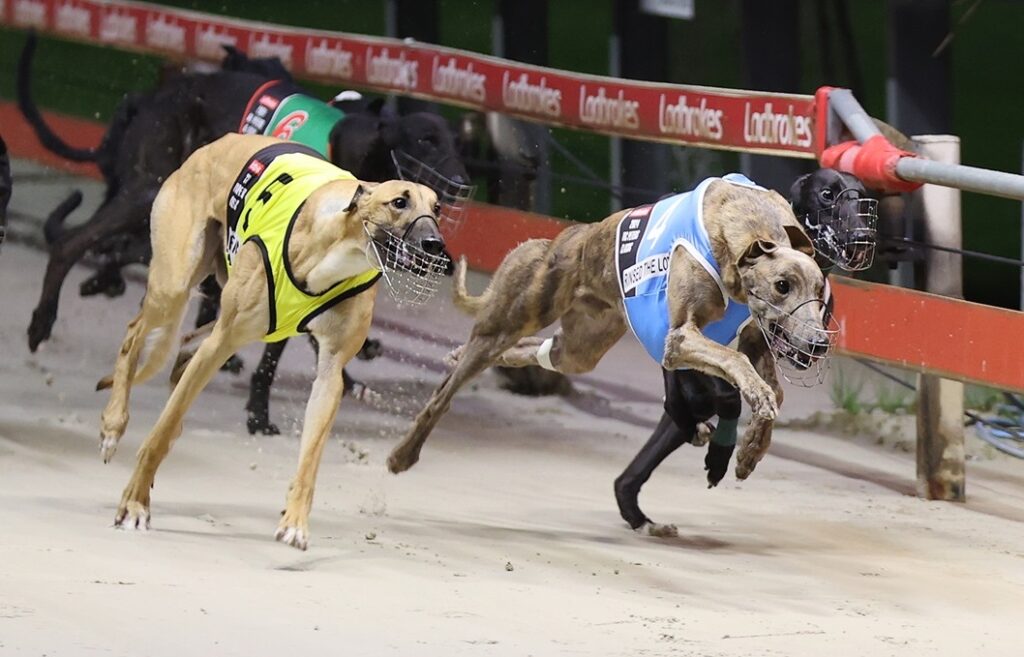 Sultana: Rinsed The Lot 'A Champion' - Greyhound Recorder