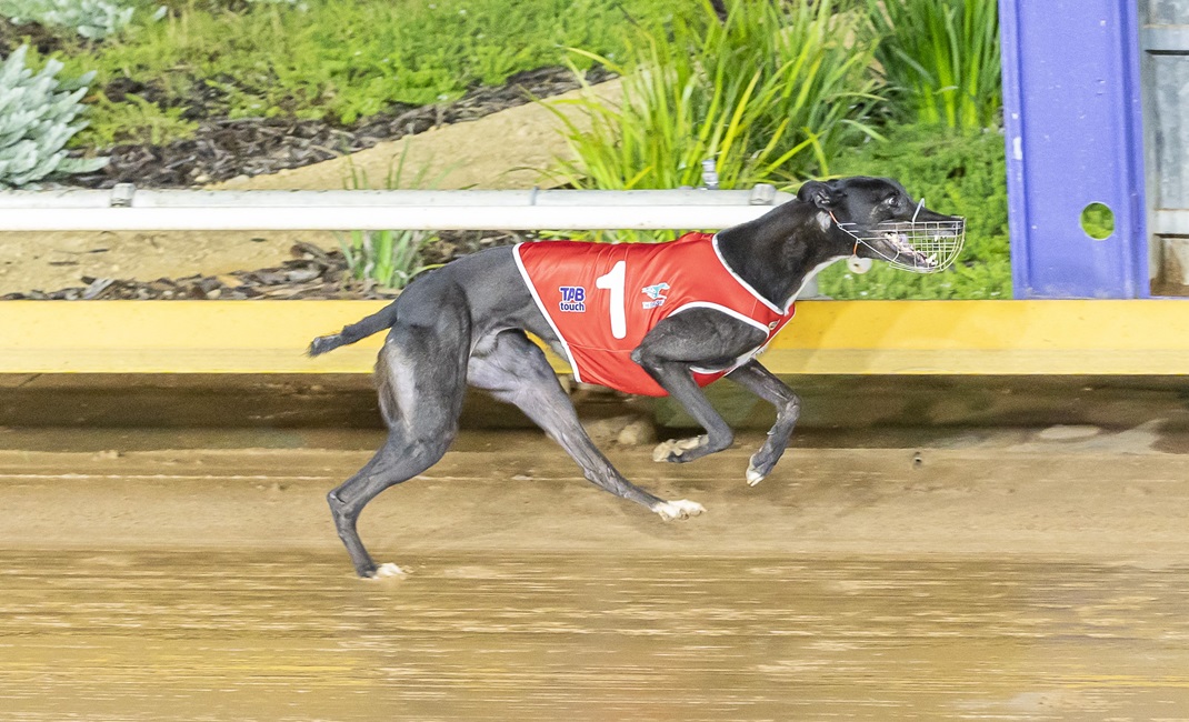 Emerald Guard Primed For Westcha$e Showing - Greyhound Recorder