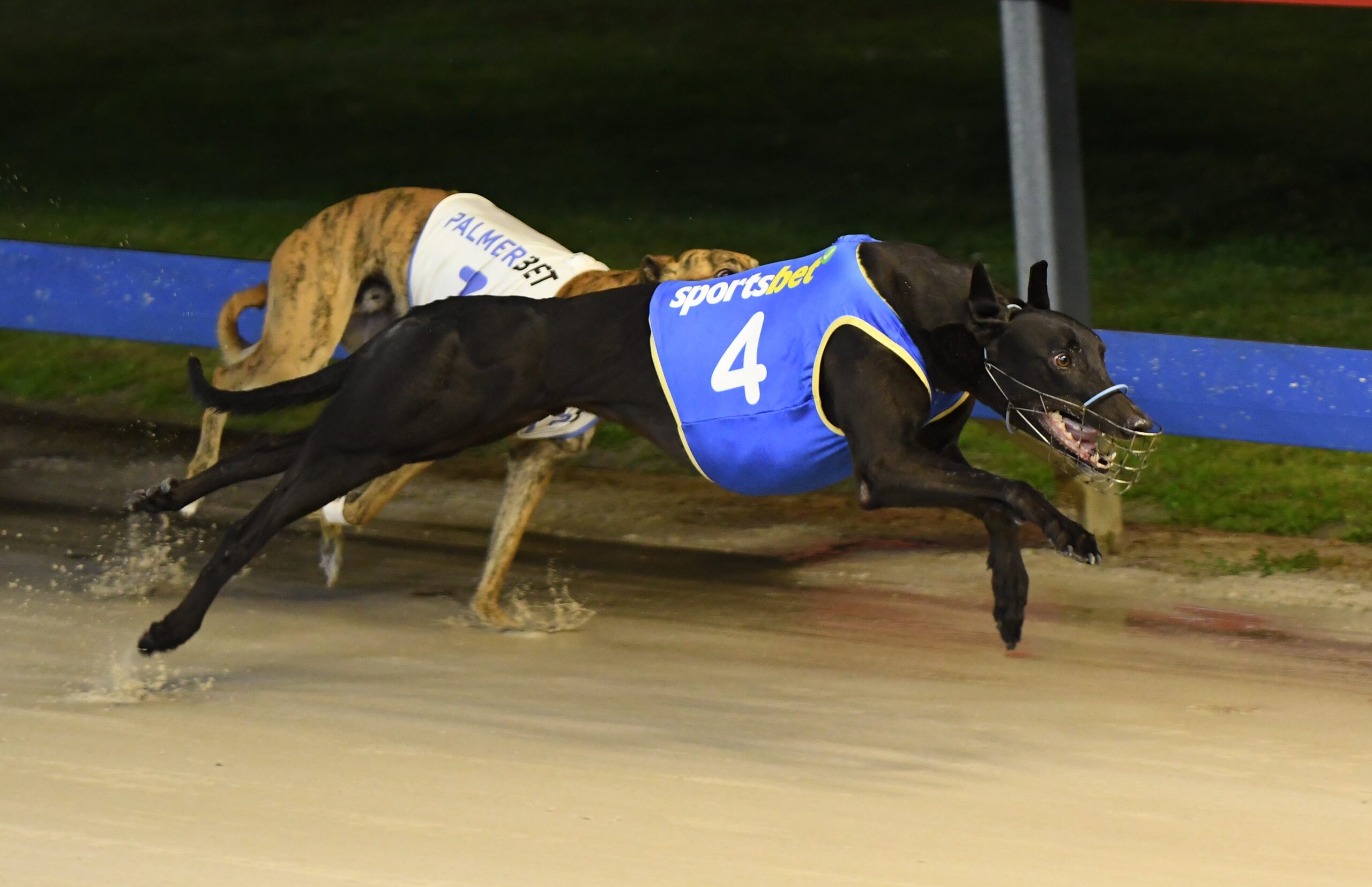 Field Dreaming Of Hometown Grafton Cup Win - Greyhound Recorder