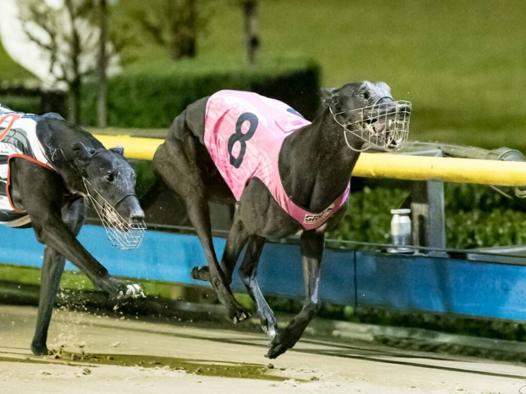 Palawa King Crowned Australia's Best Greyhound - Greyhound Recorder