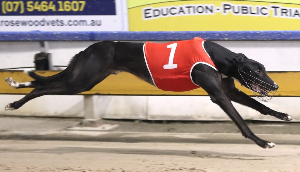 Jedda Predicts Early Fireworks In Young Guns - Greyhound Recorder
