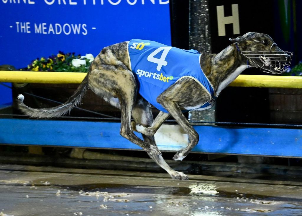 Preview: Hume Cup Heats Headline Racing At The Meadows - Racenet