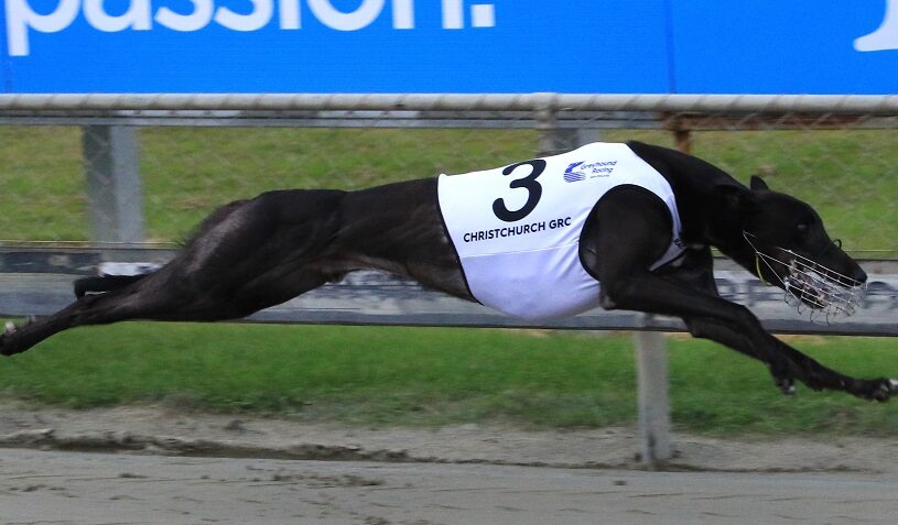 Travel Ban Grounds NZ Superstar's MDC Hopes - Greyhound Recorder