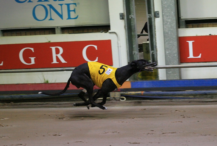 Fahey Set For Successful Shane Yates Defence - Greyhound Recorder