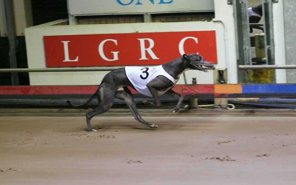 Fahey Set For Successful Shane Yates Defence - Greyhound Recorder