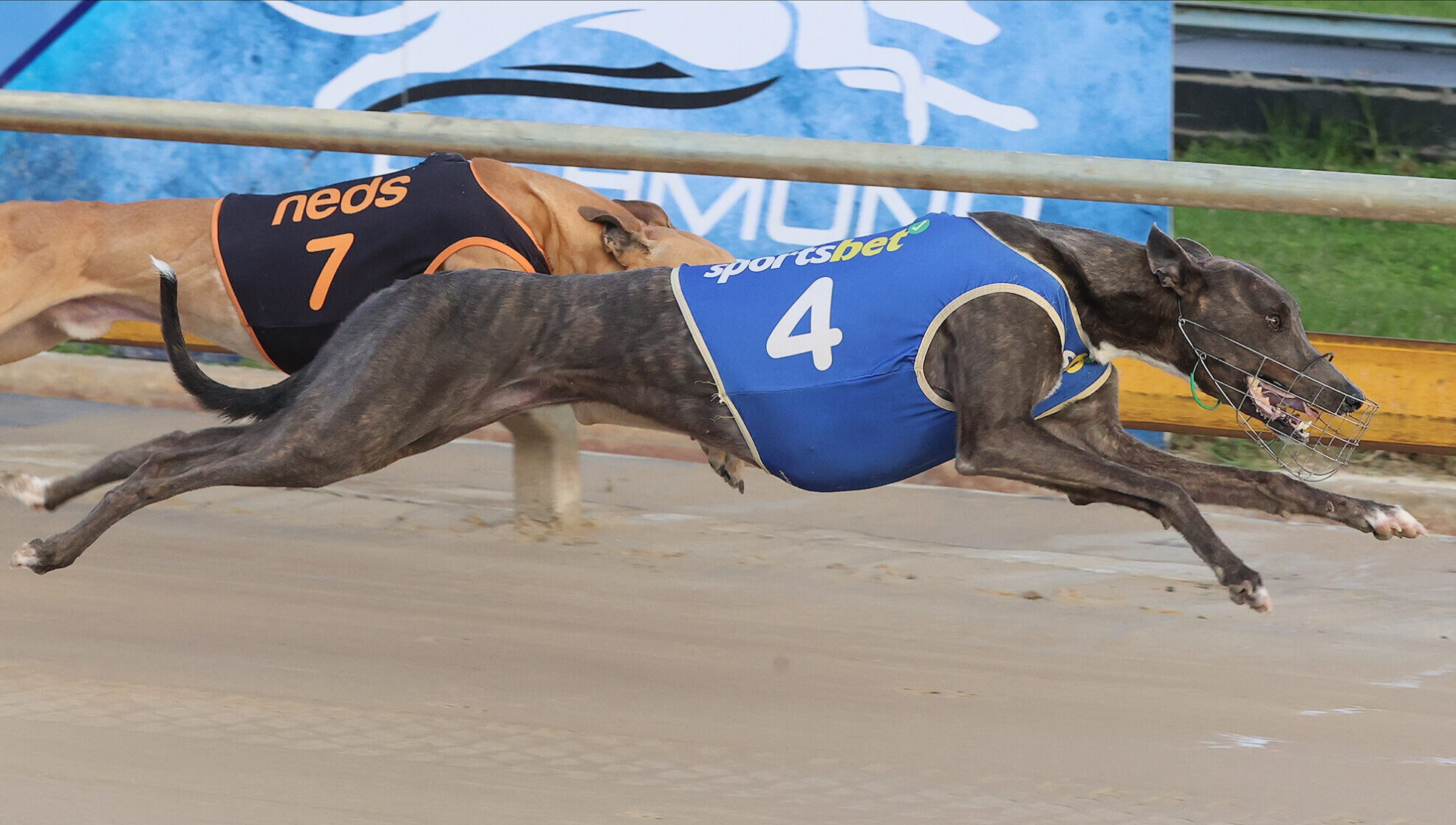 WATCH: Remarkable Win Cements Cannonball Bid - Greyhound Recorder