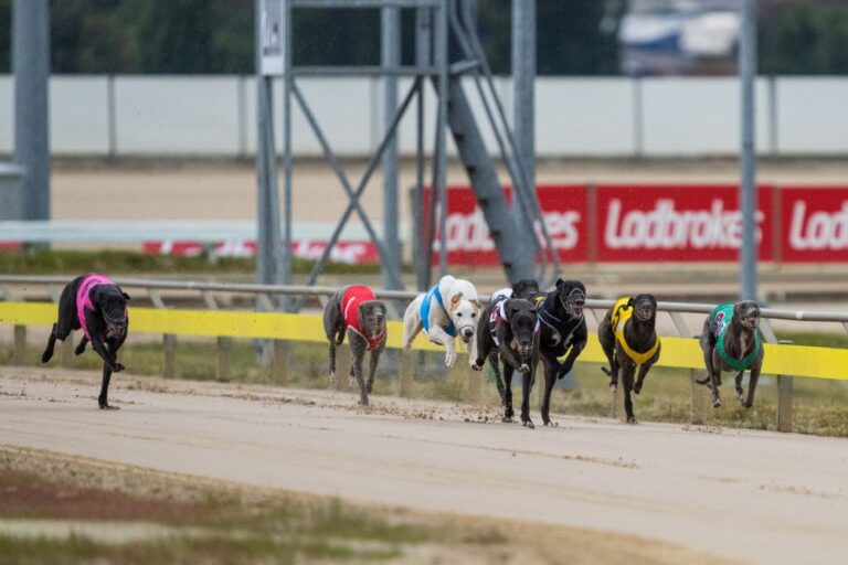 Greyhound Racing News - Greyhound Recorder