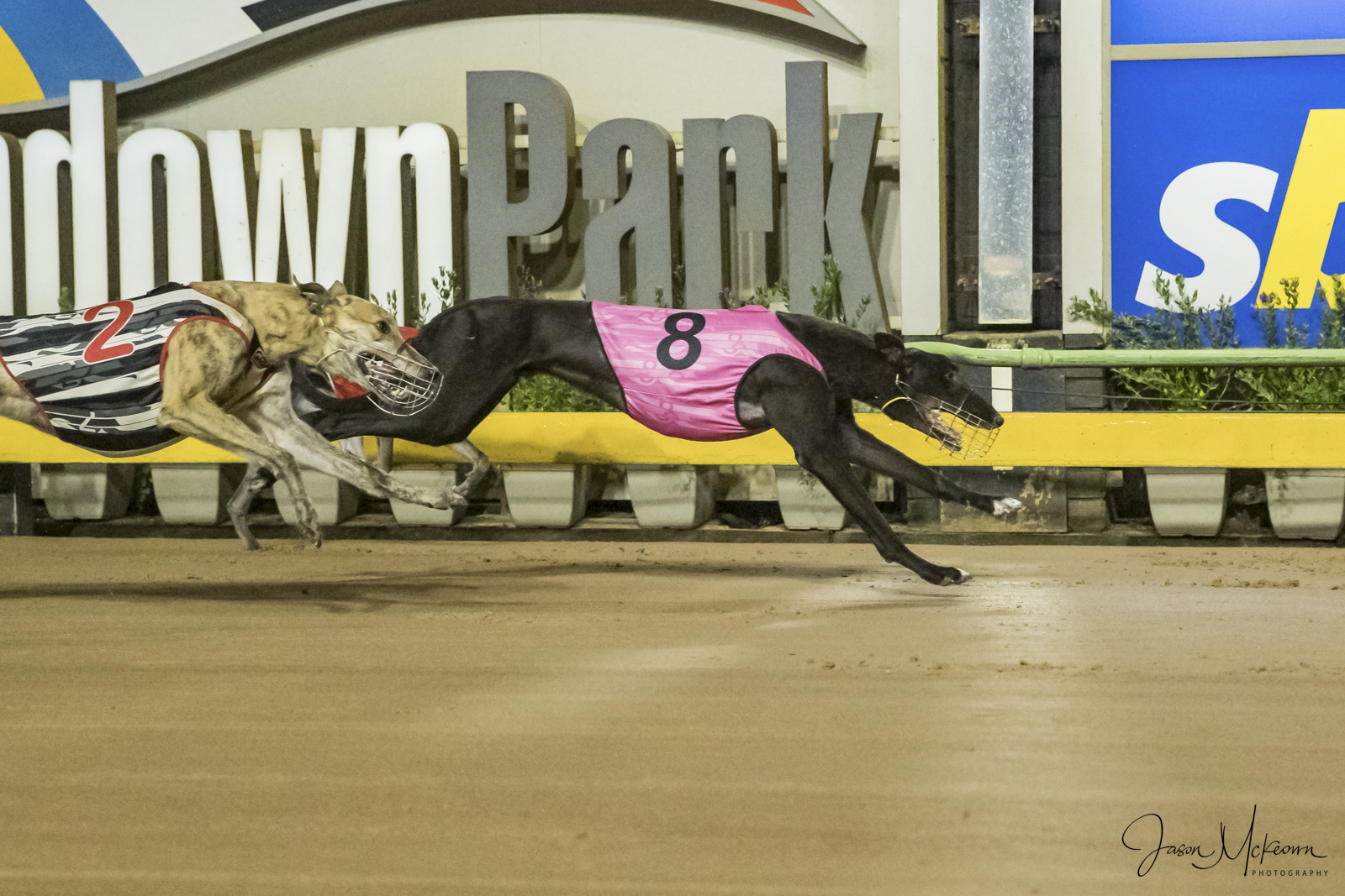 GAP List To Glory: Dewana Payout's Amazing Return - Greyhound Recorder