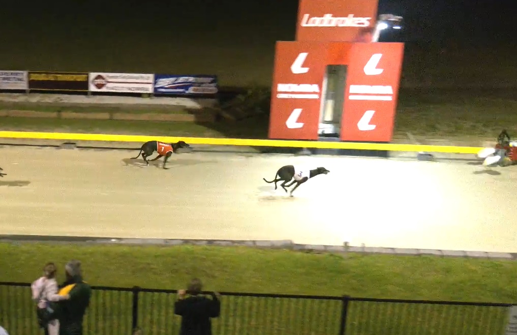 Generosity Behind Giggles No Laughing Matter - Greyhound Recorder