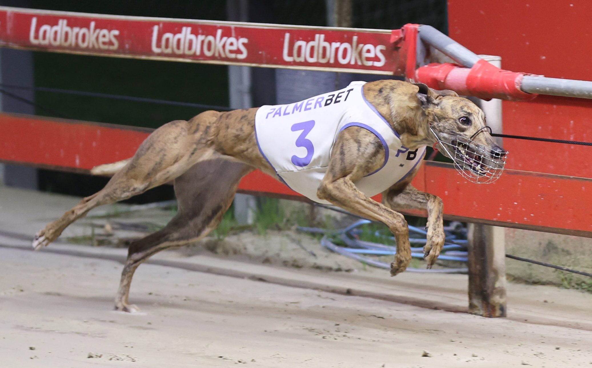 Rapid Rise Has Lady Wilson On Million Dollar Path - Greyhound Recorder
