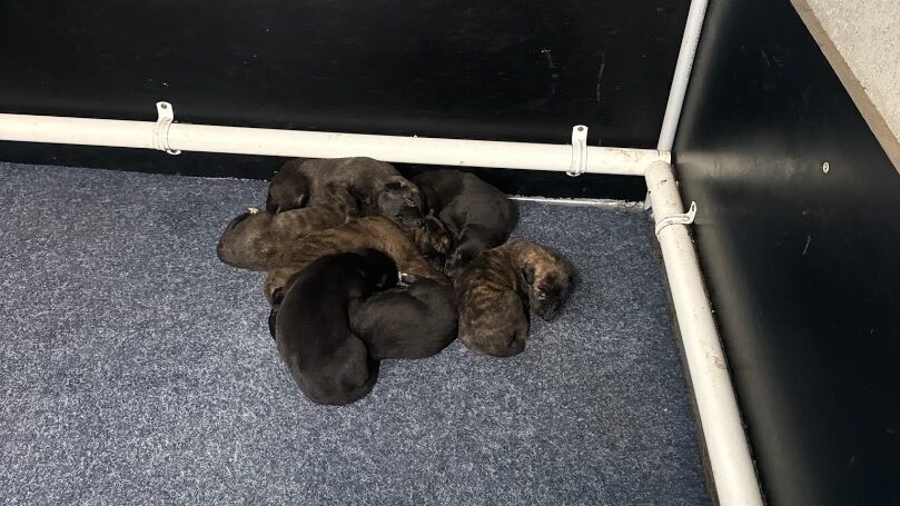 She's A Pearl A Mum For The Second Time - Greyhound Recorder