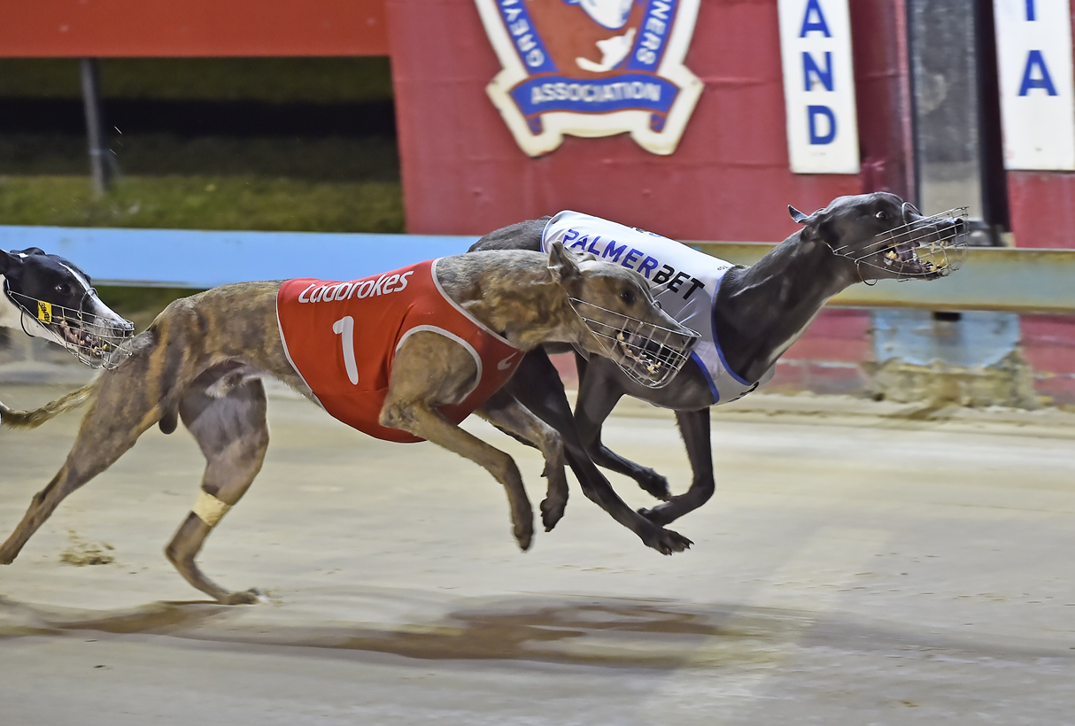 Maitland Thriller Sees Sheba Storm Into MDC Mix - Greyhound Recorder