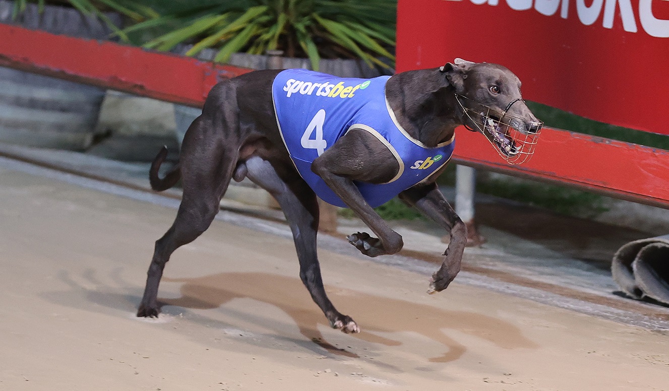 Last Minute Switch Could Lead To Megastar 'Glory' - Greyhound Recorder
