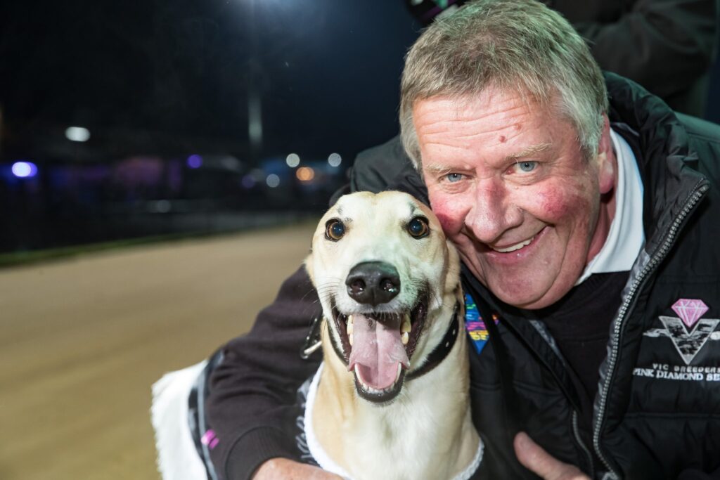 Silver Brute At Stud Dog - The Greyhound Recorder