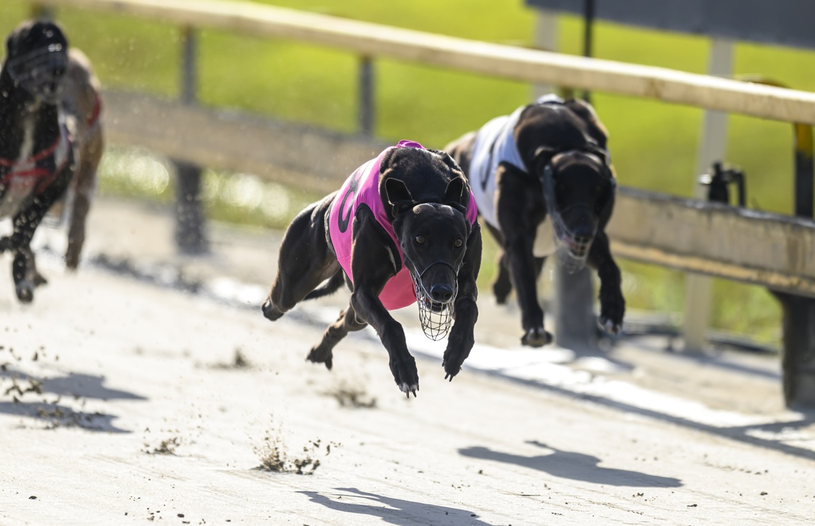 Gran To Kiss Goodbye To Dave Brett Rivals - Greyhound Recorder