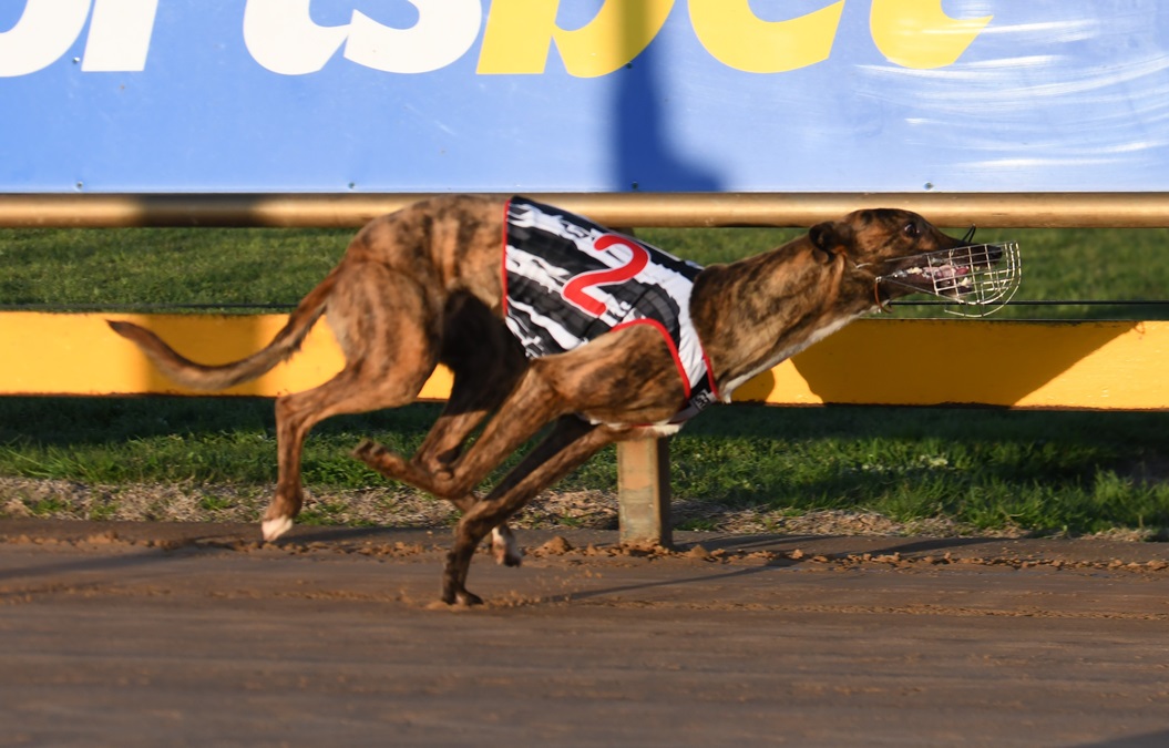 Squeegee Scores Emotion-Charged Horsham Win - Greyhound Recorder