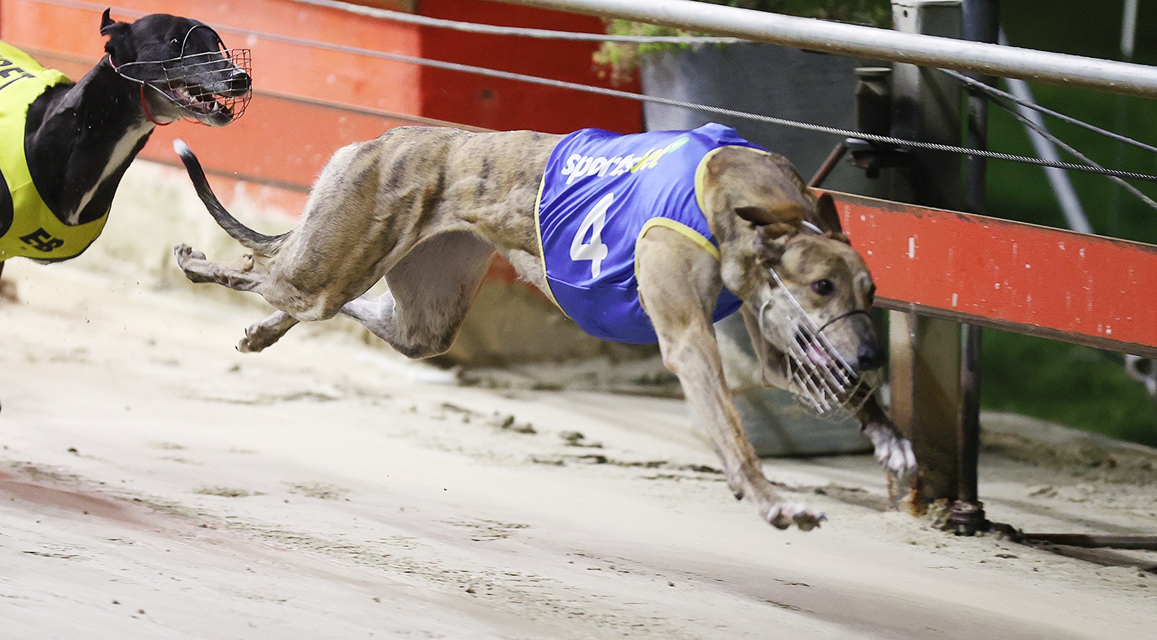 Power Paws Proves Worthy Travelling Companion - Greyhound Recorder