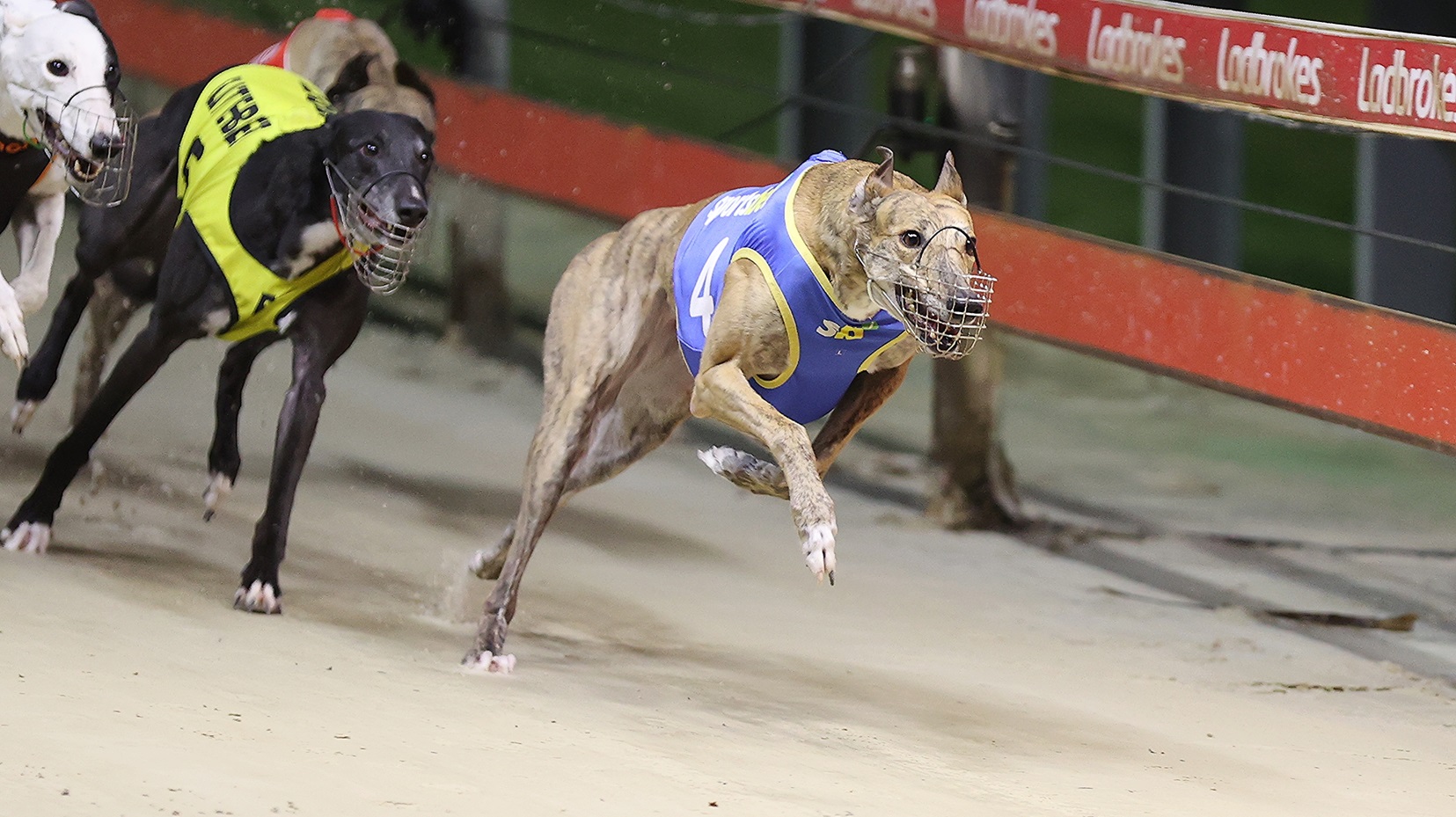 Power Paws Proves Worthy Travelling Companion - Greyhound Recorder