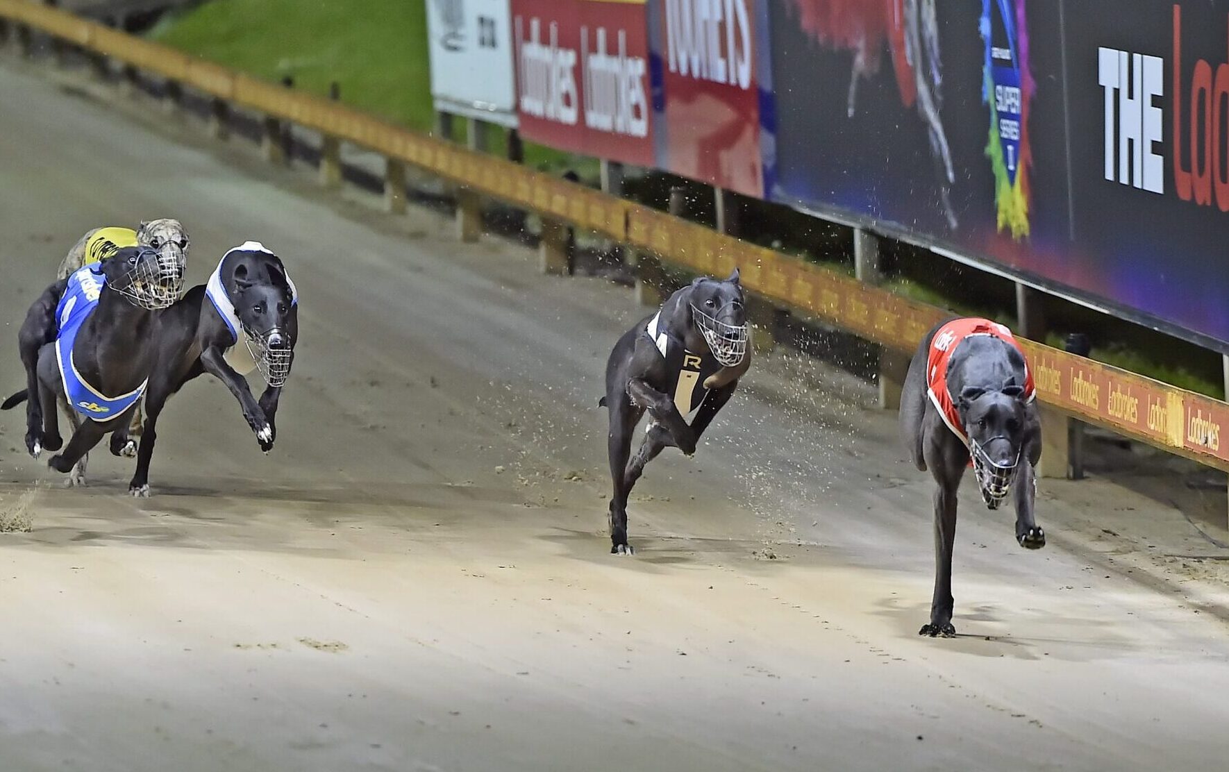 Mustang Builds Up The Revs In Black Top Bid - Greyhound Recorder