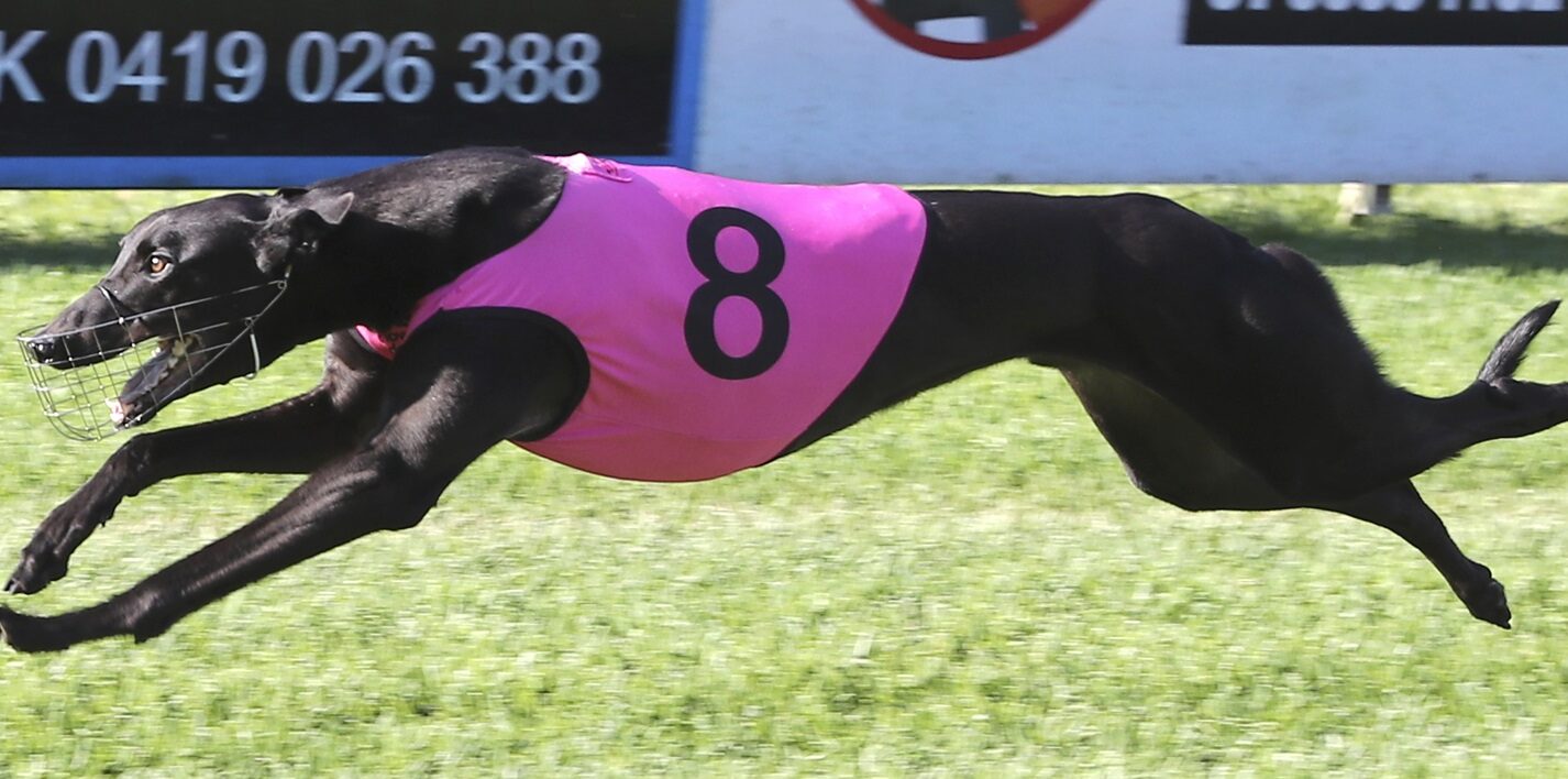 Bad Boy Wilson Set For Stern Capalaba Cup Test - Greyhound Recorder