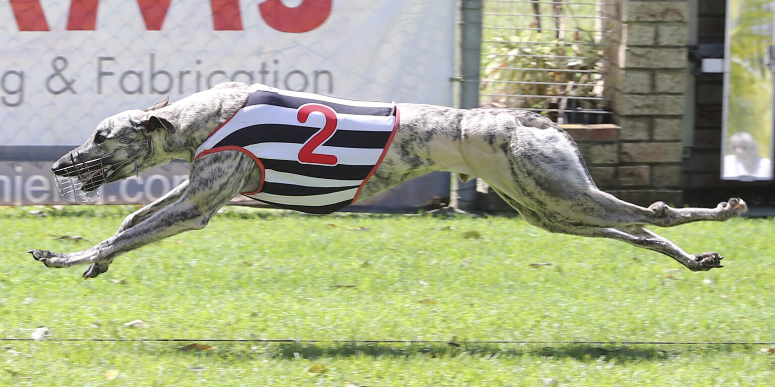 Gordon's Memory Lives On After Sad Passing - Greyhound Recorder