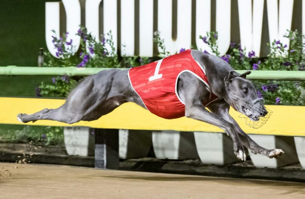 Brilliant Form Books Blue Kermaro MDC Shot - Greyhound Recorder