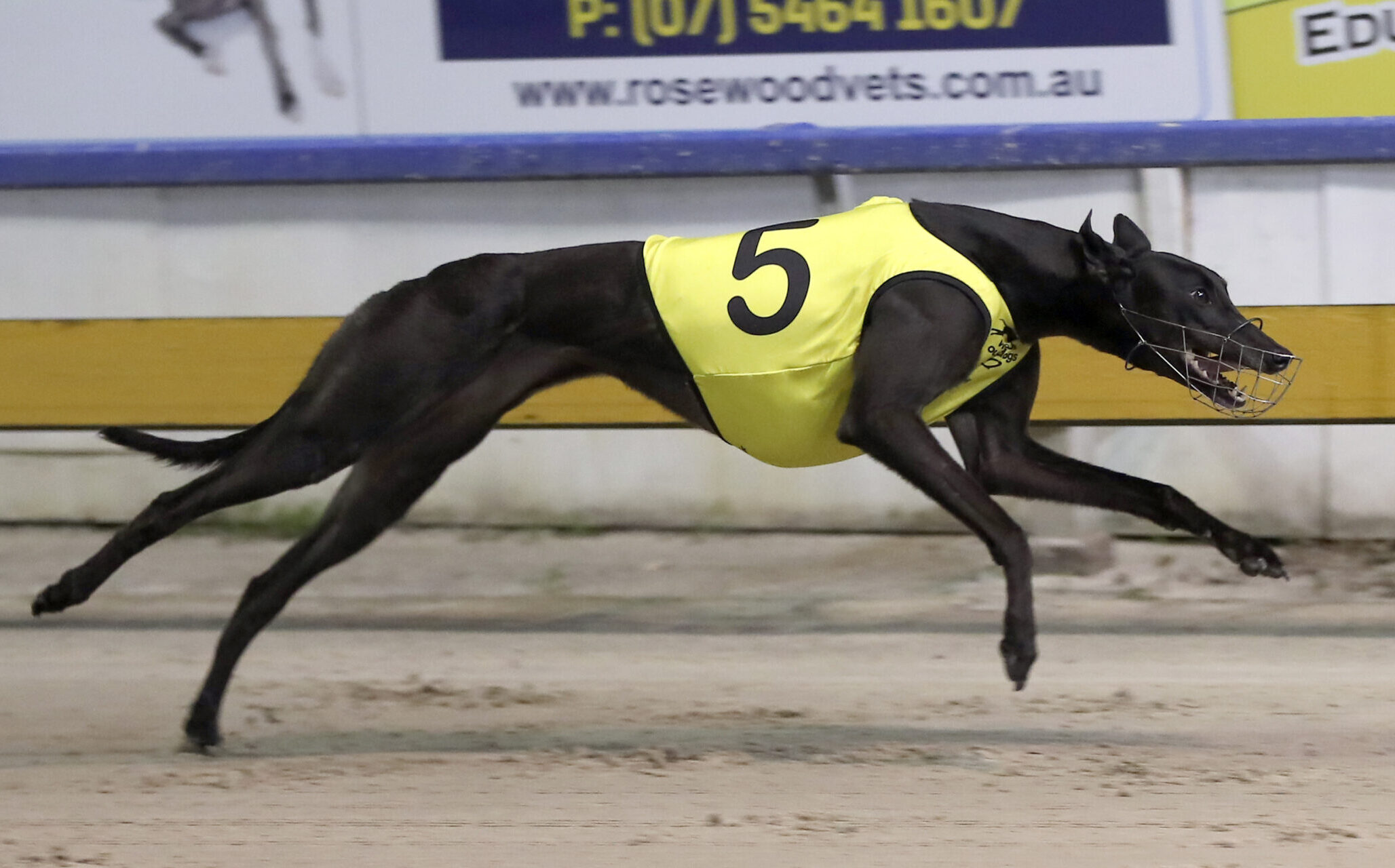 Valpolicella Breaks Decade Old Ipswich Record - Greyhound Recorder