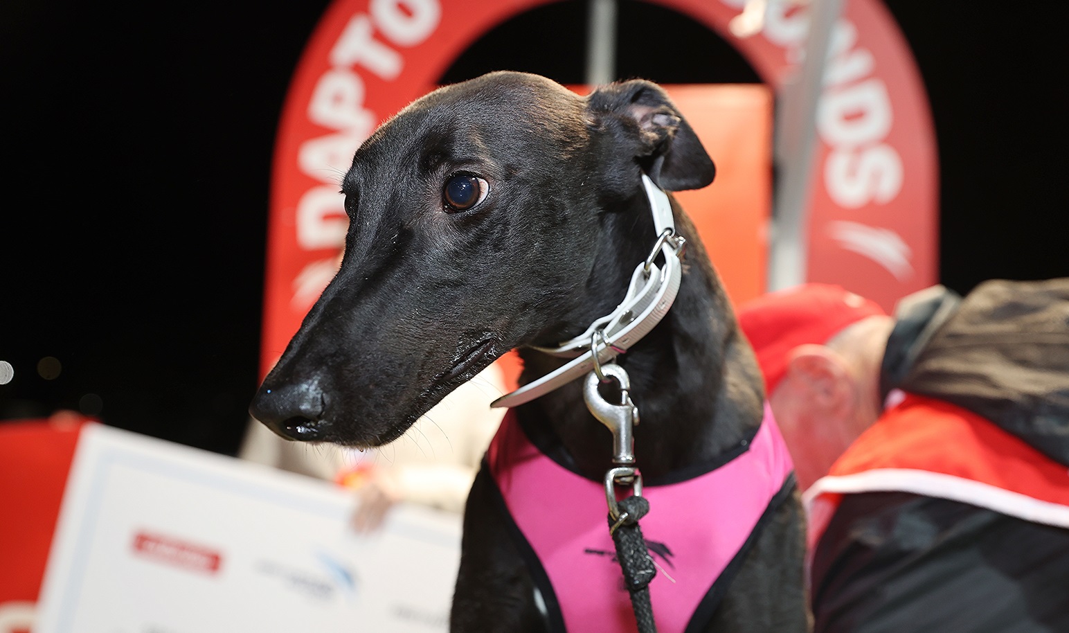 Cobber The Star Among Stars In Final Megastar - Greyhound Recorder
