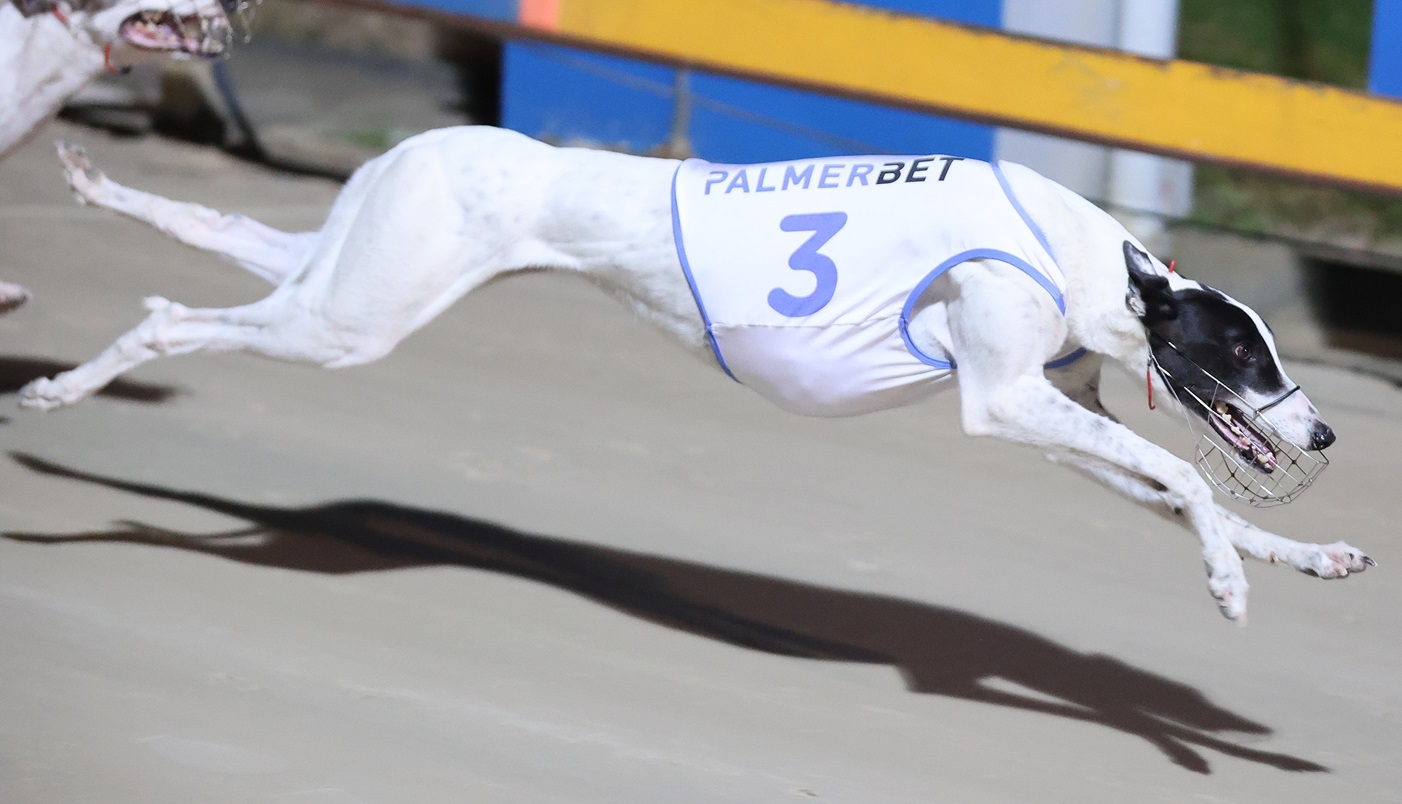 Rosier 'Thrilled' To Be Making Up The Numbers - Greyhound Recorder